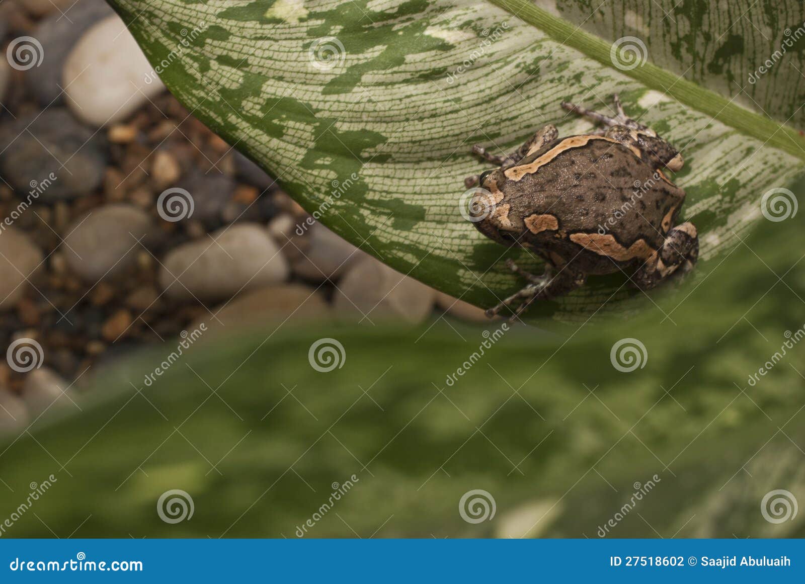 Nature S Aerial View: Bullfrog S Perch Stock Photo - Image of cover ...