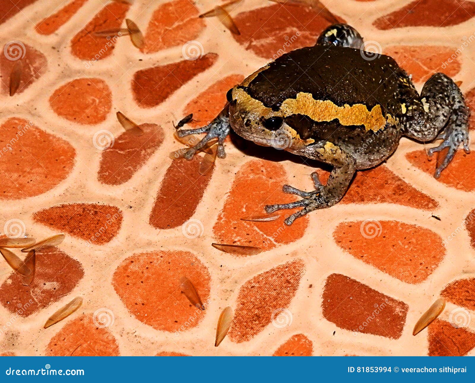 Asian painted frog. stock photo. Image of great, countryside - 81853994