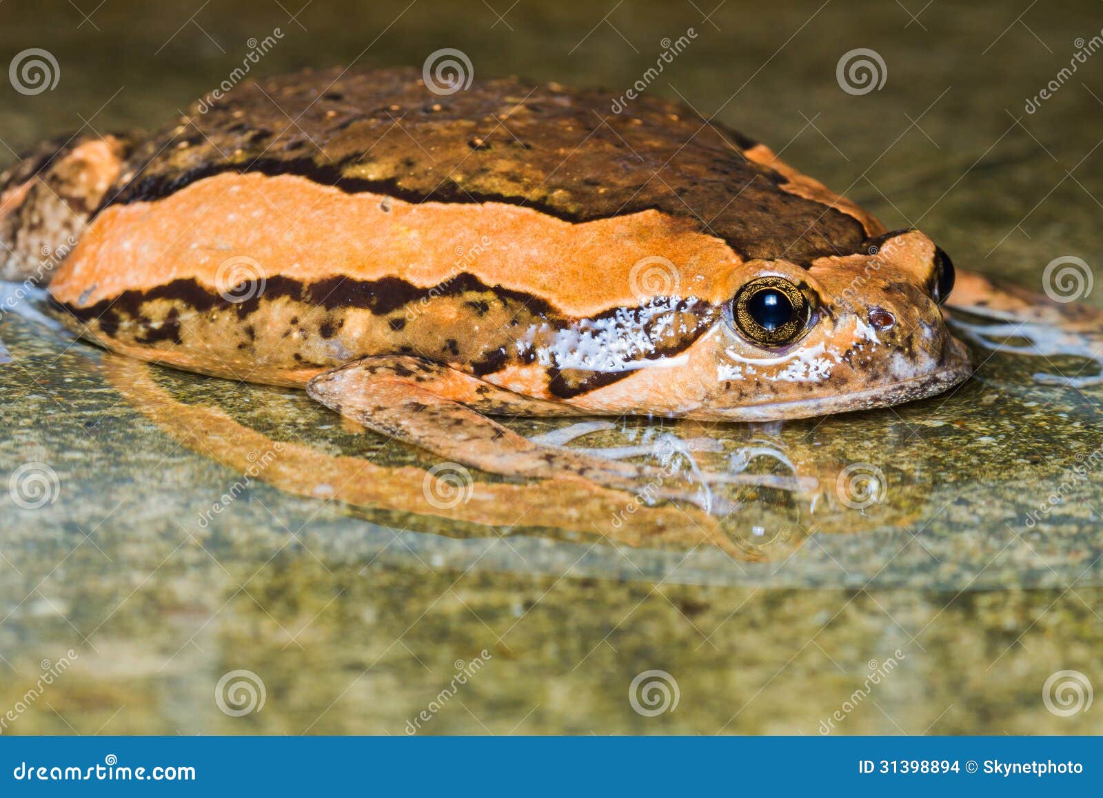 Asian painted frog stock photo. Image of young, pulchra - 31398894