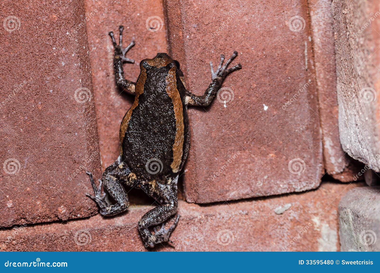 Asian painted frog stock photo. Image of likable, banded - 33595480