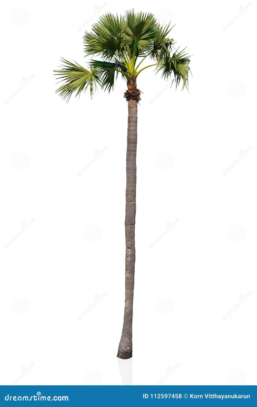 Asian Palmyra Palm With The Green Grass Field Stock Photography ...