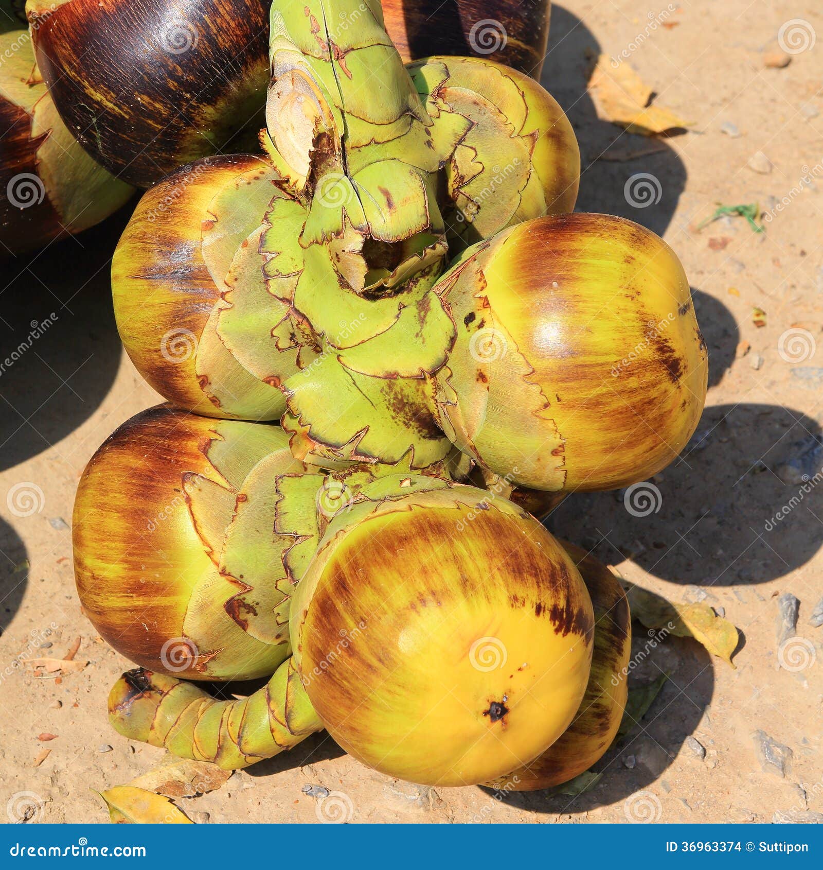 Asian Palmyra palm stock photo. Image of conversations - 36963374