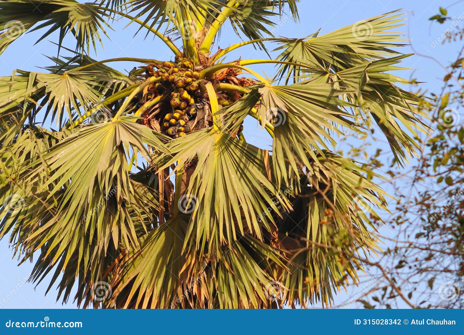 Asian Palmyra Palm Tree with Fresh Fruits on the Palm Tree Stock Photo ...