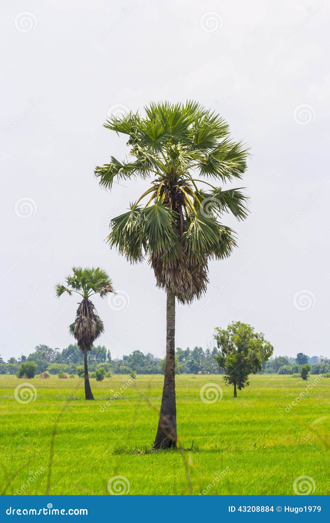 Asian palmyra palm trees stock photo. Image of palmyra - 43208884