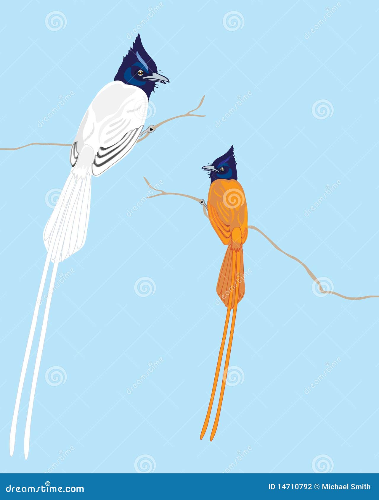 Asian paradise flycatchers stock vector. Illustration of indian - 14710792