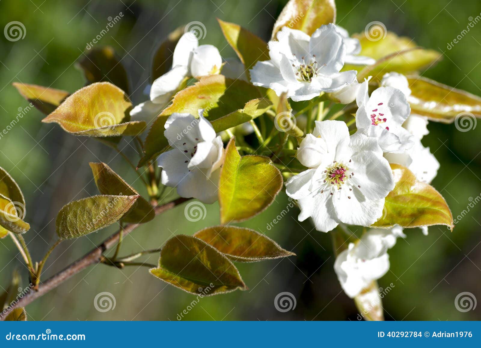 Asian pear flower stock photo. Image of asian, stamen - 40292784