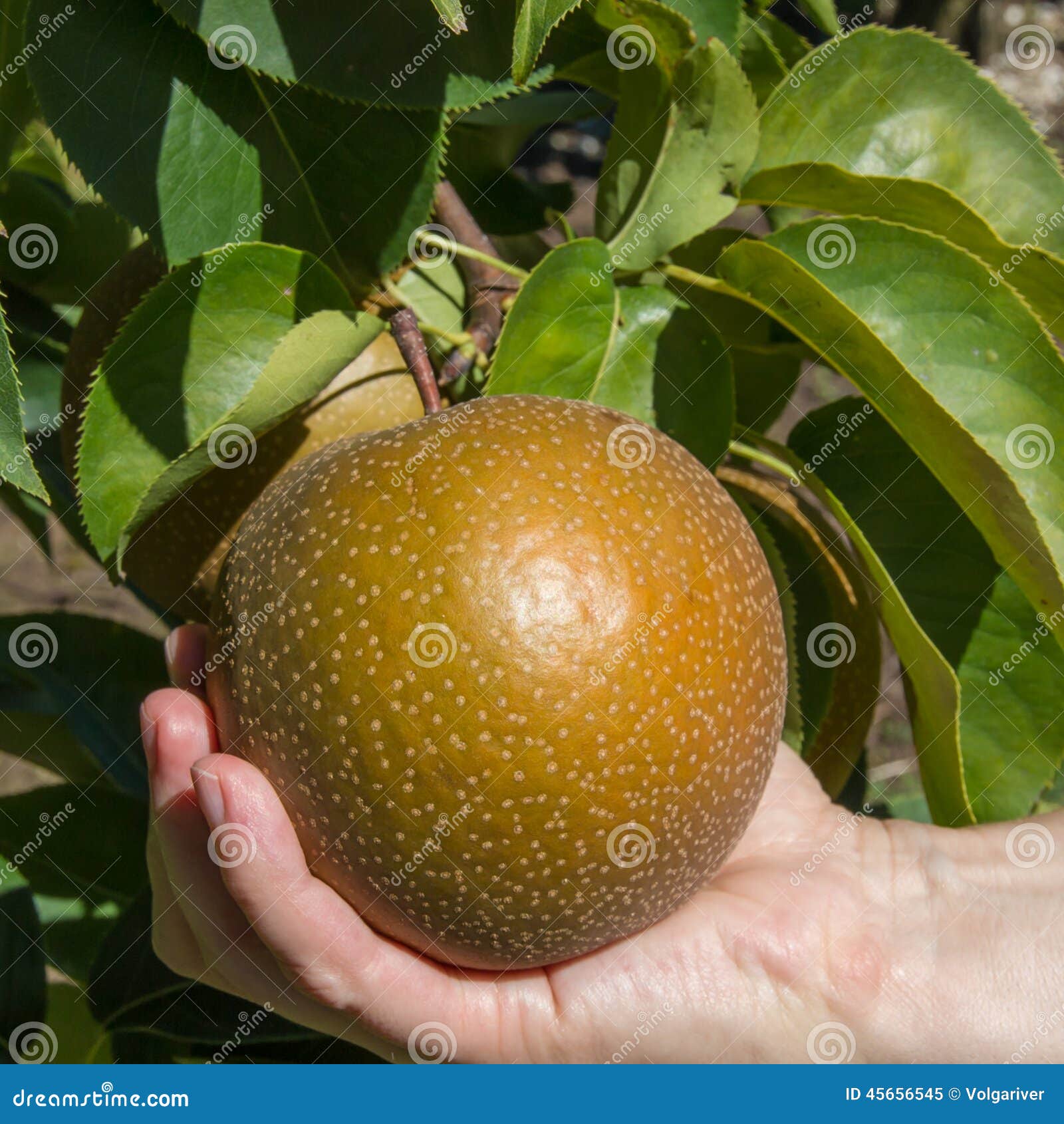 Asian pear stock image. Image of apple, fall, farming - 45656545