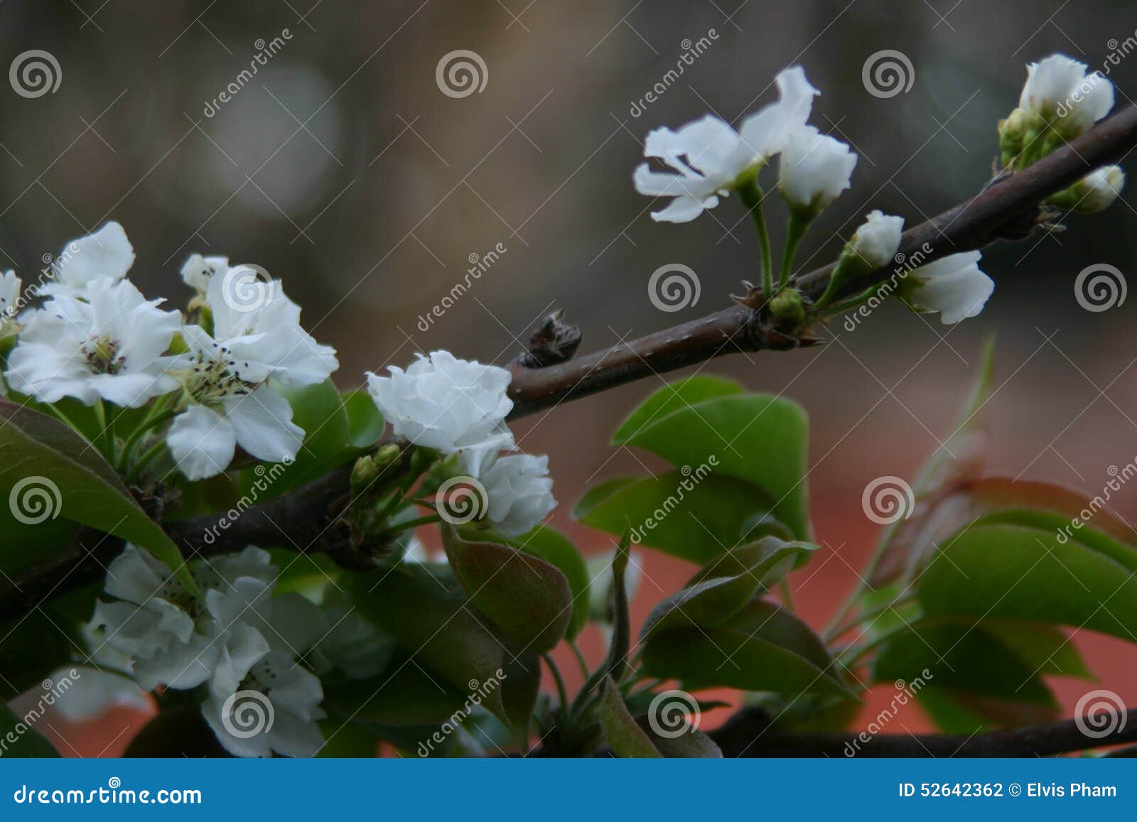 Asian Pear Tree stock photo. Image of tree, asian, blossom - 52642362