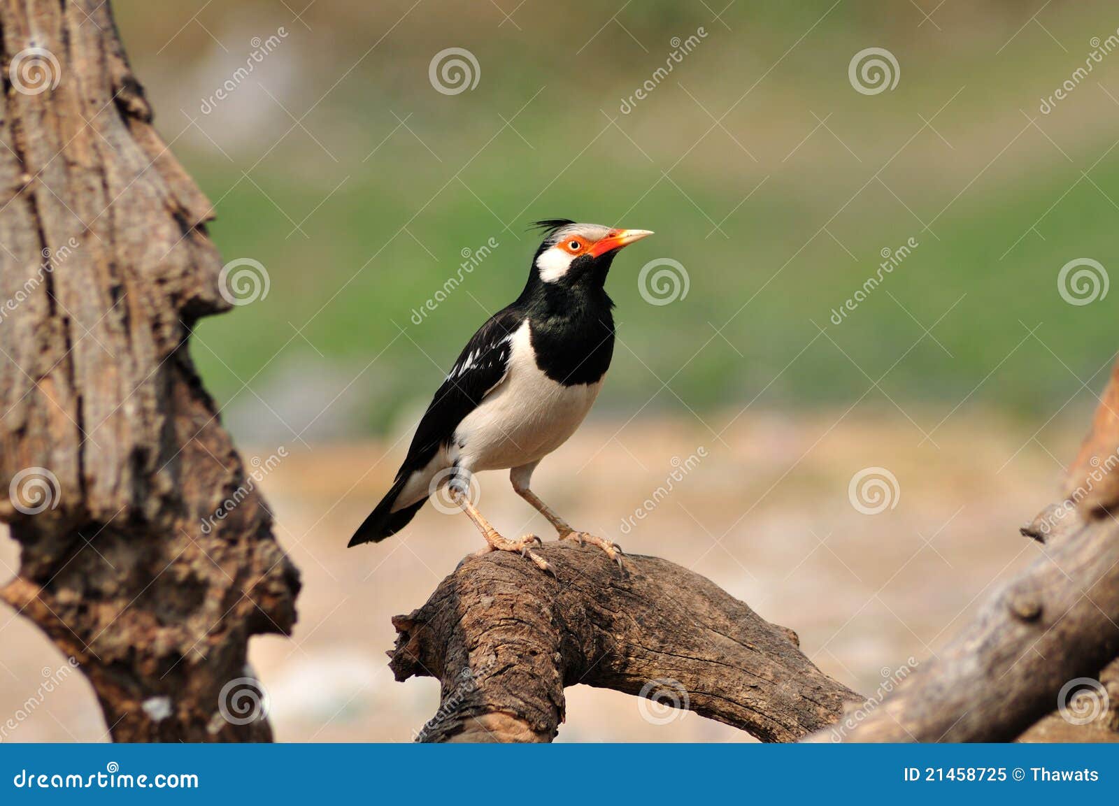 The Pied Myna Or Asian Pied Starling Is A Species Of Bird From The ...