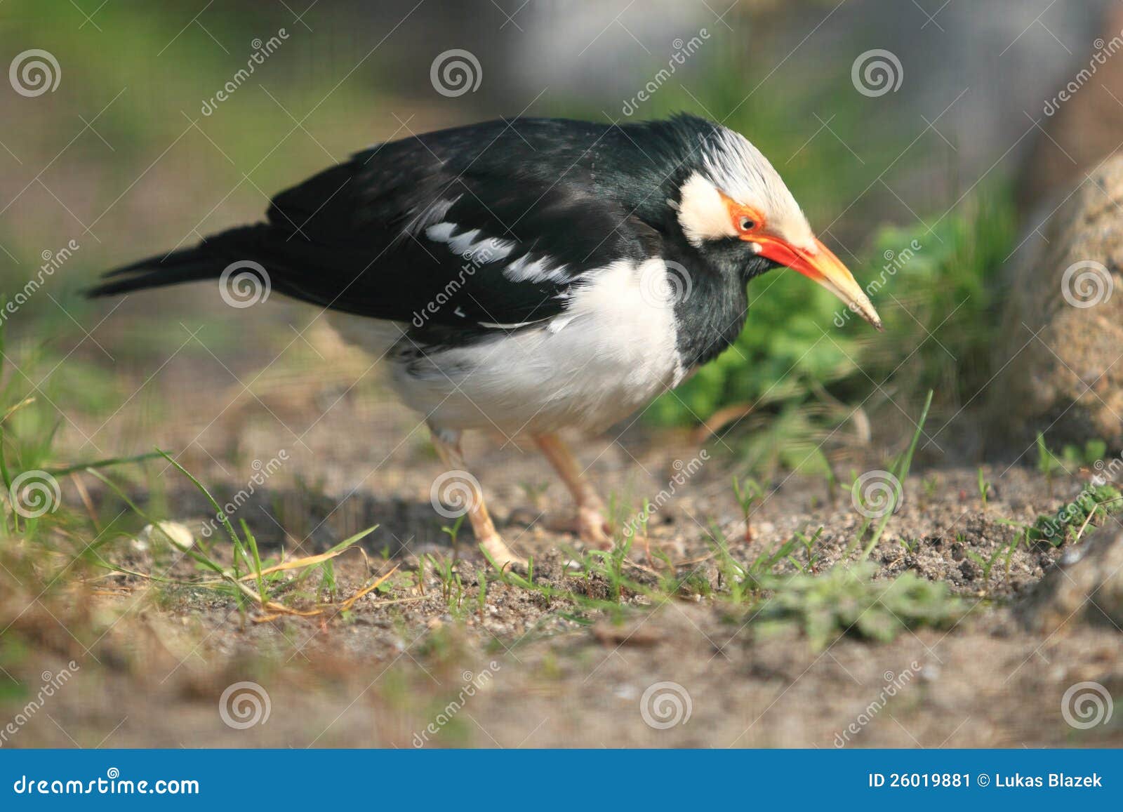 Asian pied starling stock image. Image of myna, animal - 26019881