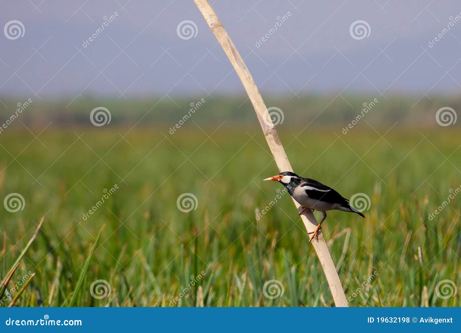 Asian Pied Starling (Sturnus Contra) Stock Photo - Image of national ...