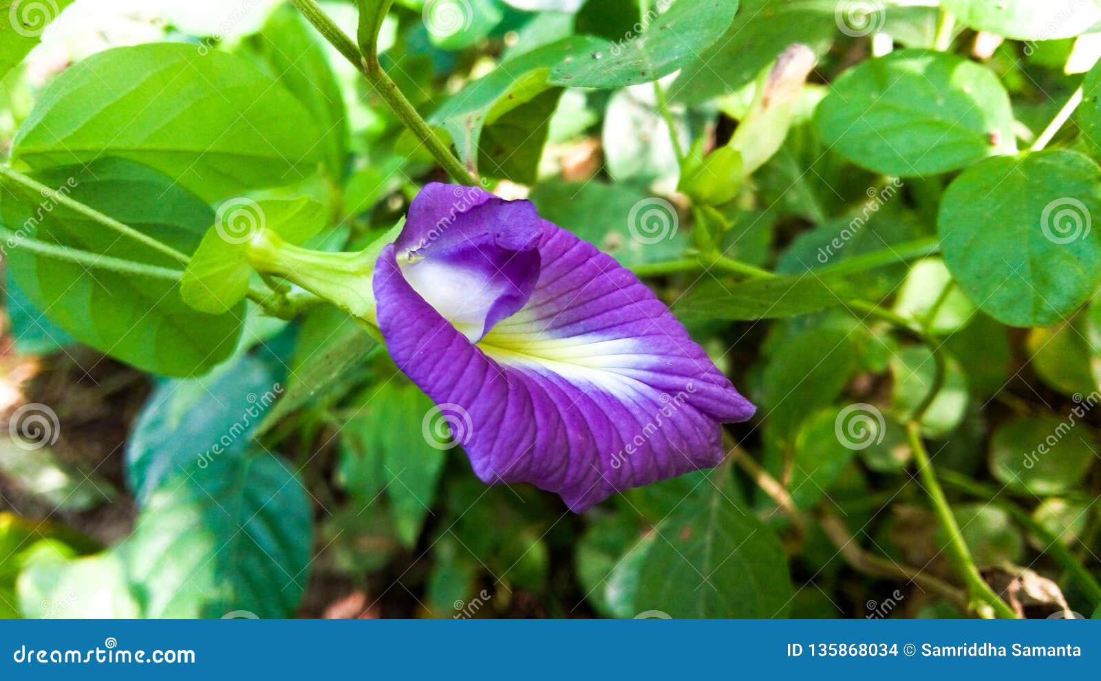 Asian pigeonwings flower stock photo. Image of pigment - 135868034