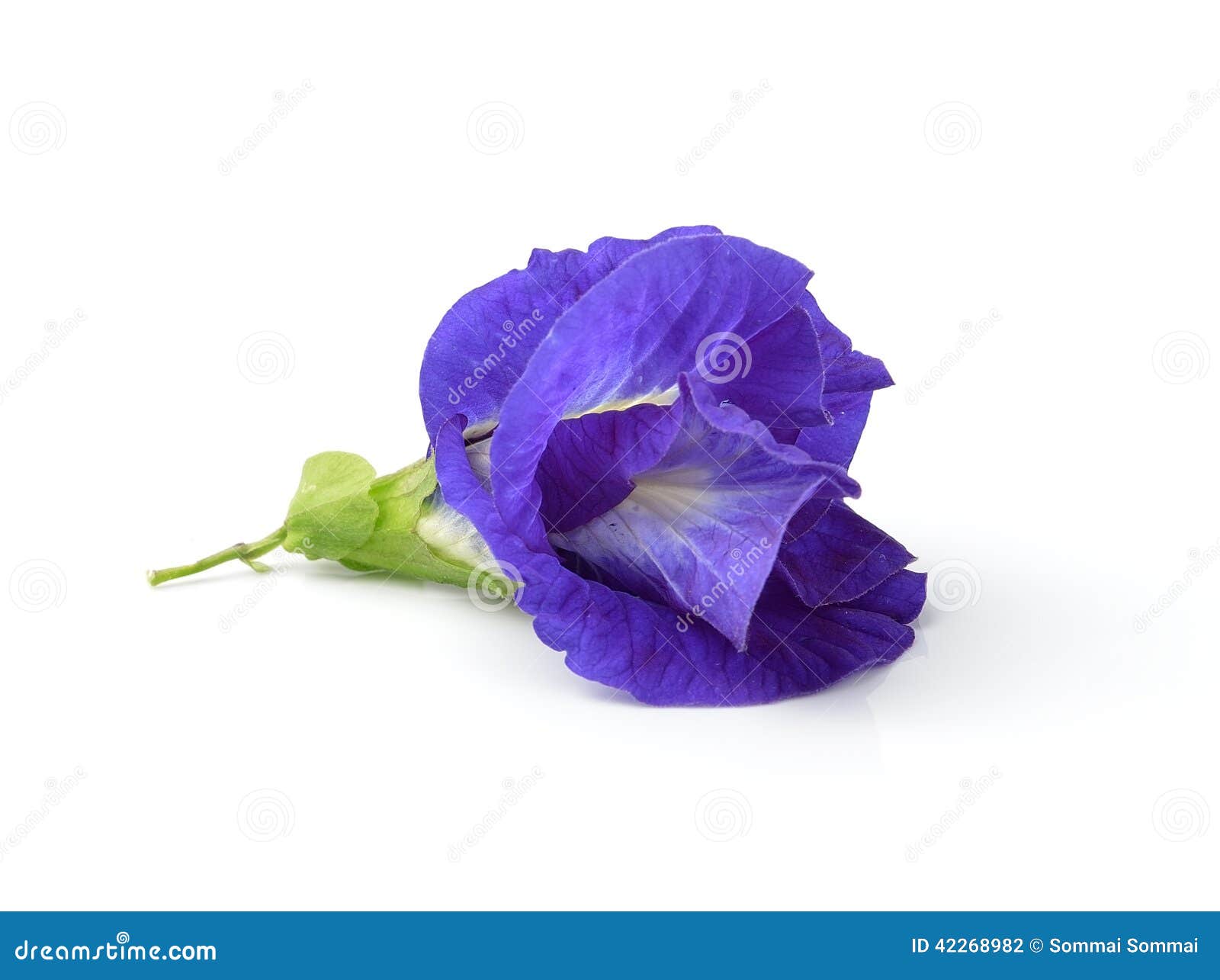 Asian pigeonwings flower stock photo. Image of petals - 42268982