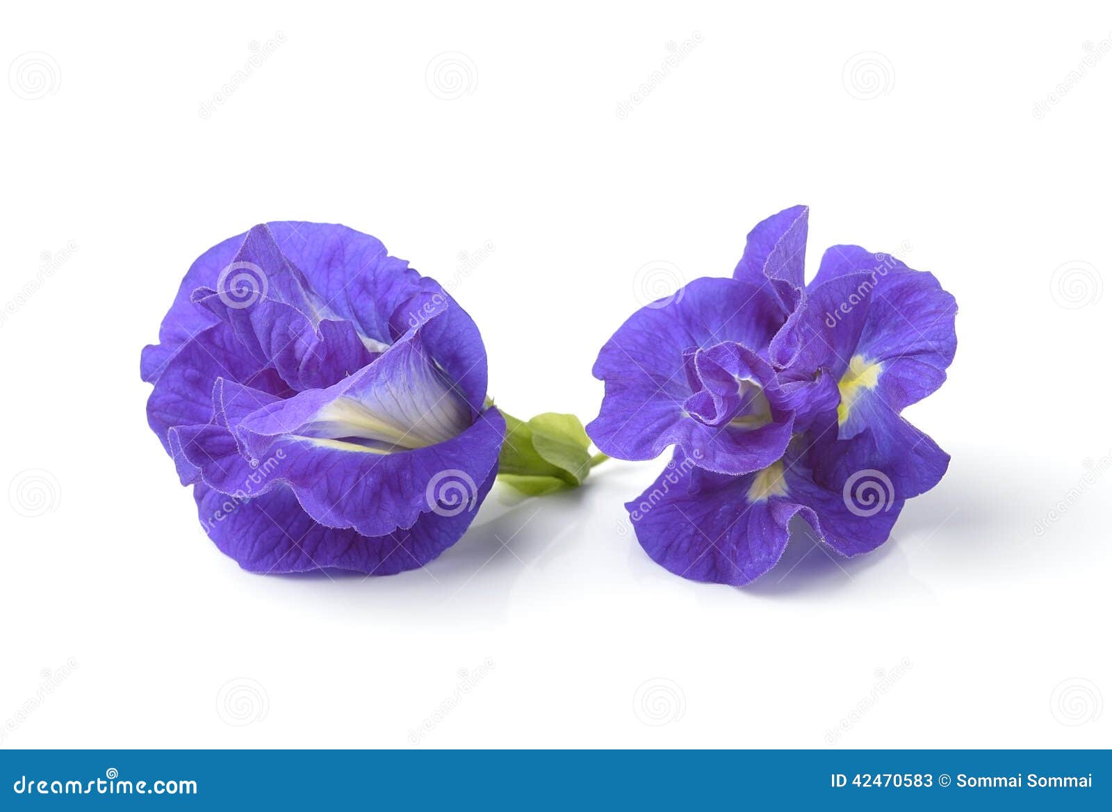 Asian pigeonwings flower stock image. Image of food, petals - 42470583