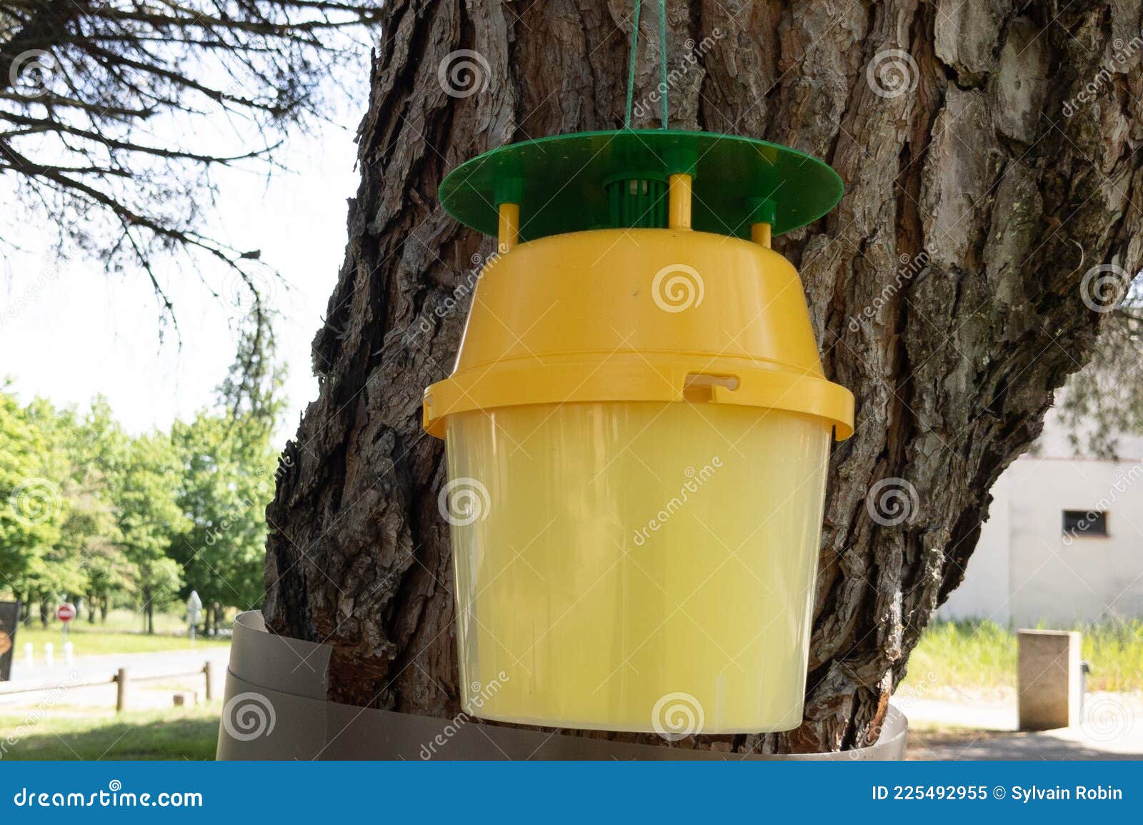Asian Plastic Bumblebee Trap Hung on Street Tree Stock Image - Image of ...