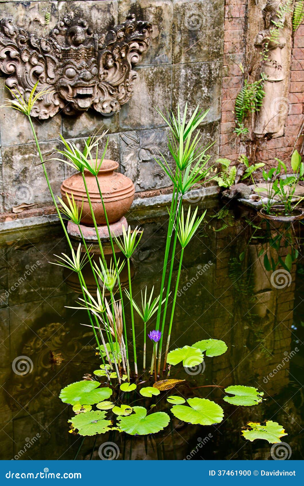 Asian pond stock photo. Image of outdoor, china, flower - 37461900