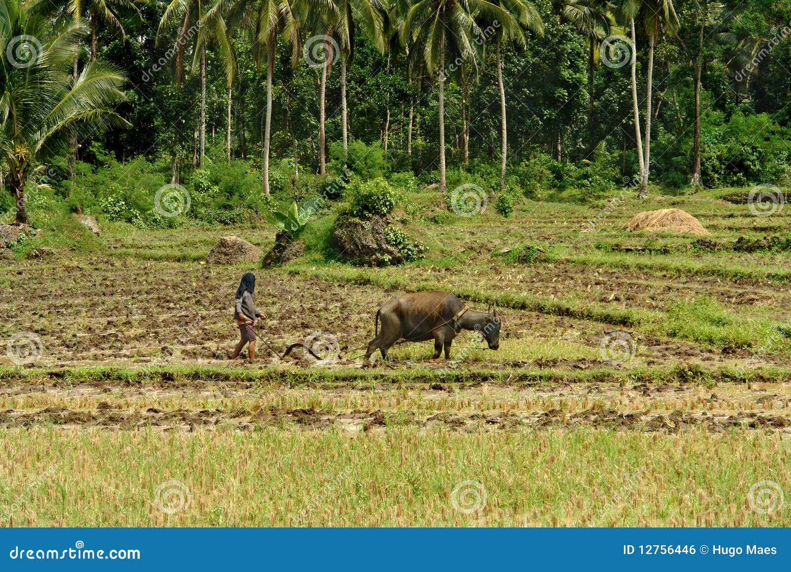 Asian primitive farming stock photo. Image of livestock - 12756446