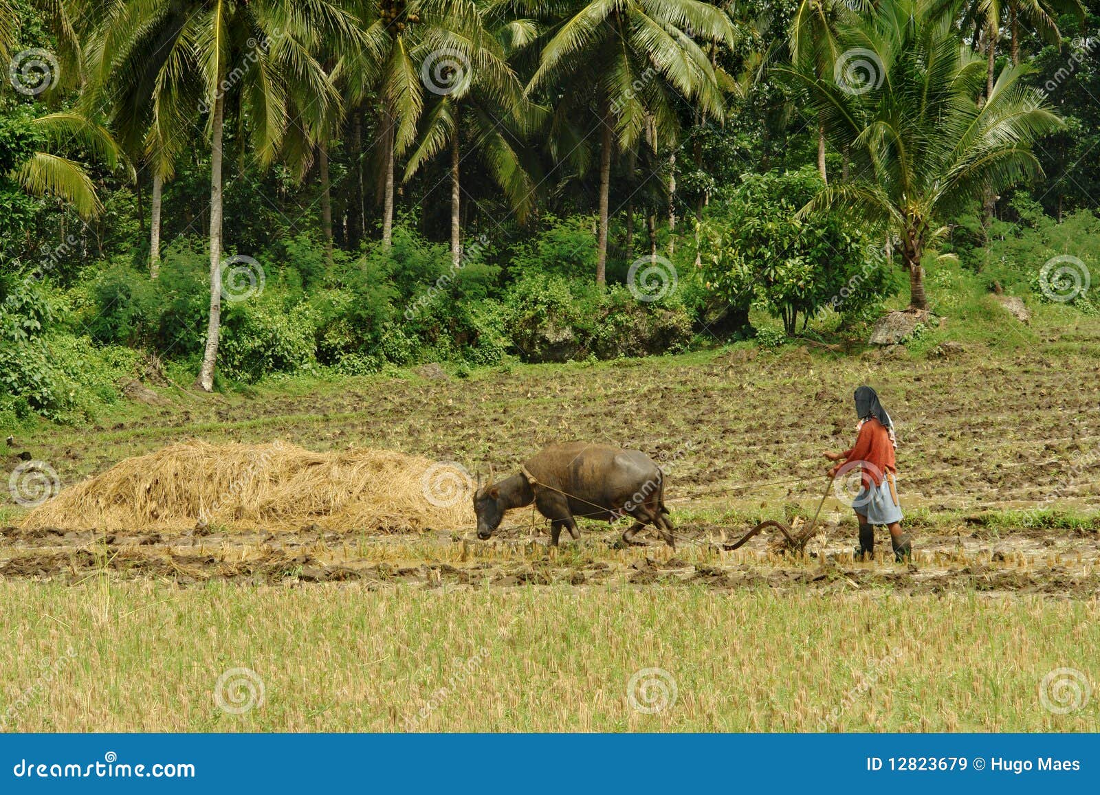 Asian primitive farming editorial stock image. Image of gang - 12823679