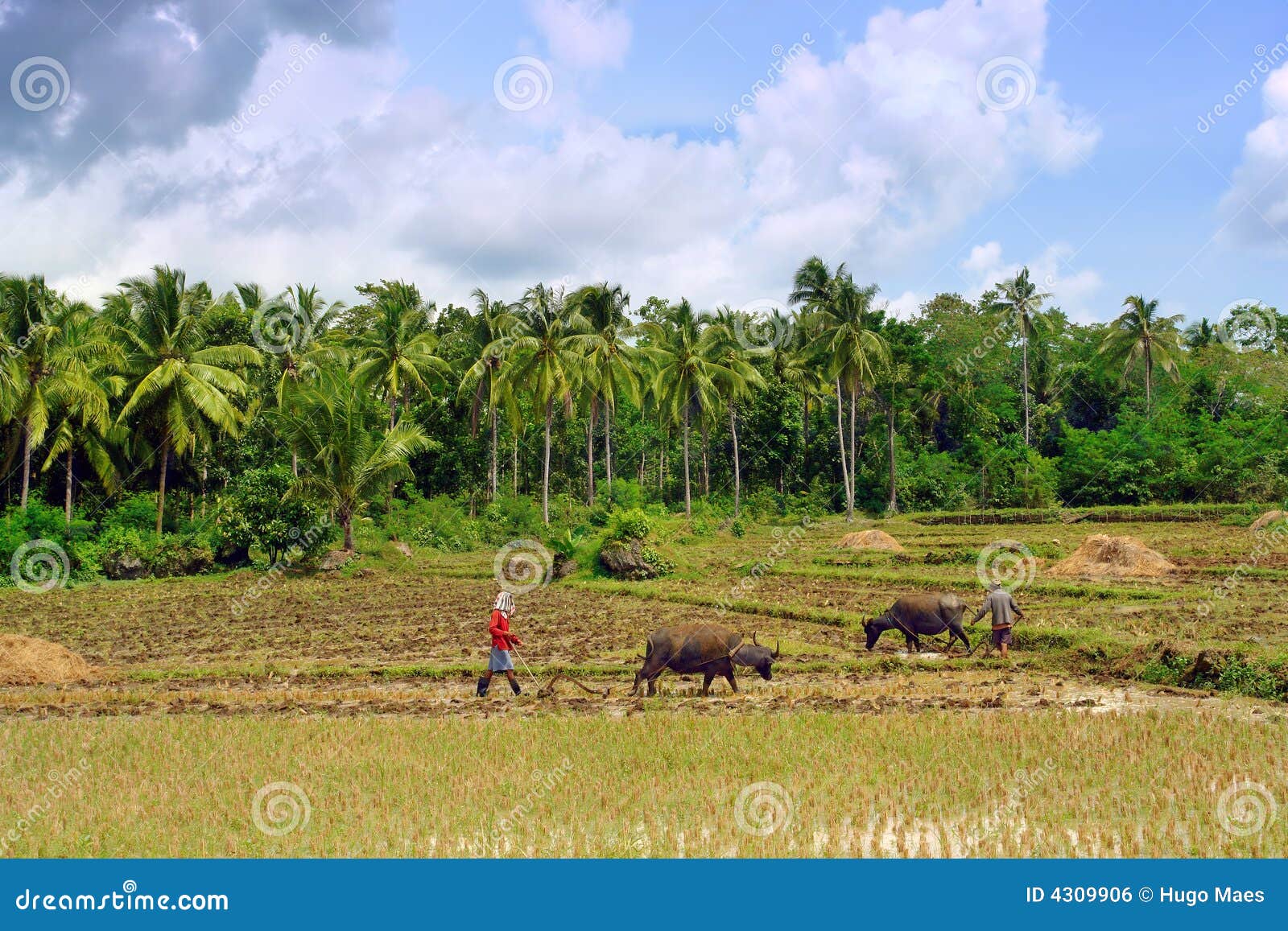 Asian primitive farming stock photo. Image of meadow, crops - 4309906
