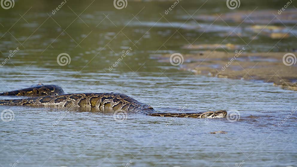 Asian Python in River in Nepal Stock Photo - Image of chitwan, national ...