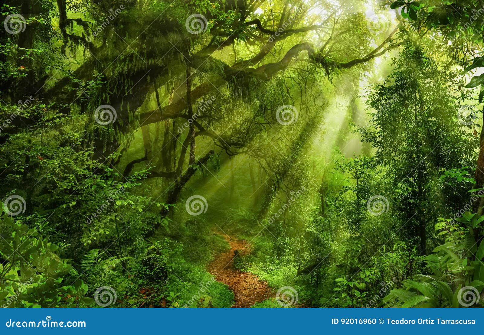 Asian rain forest stock photo. Image of river, summer - 92016960