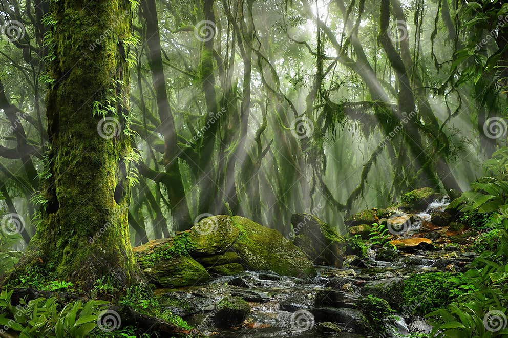 Asian rain forest stock image. Image of mountain, rainforest - 92016983
