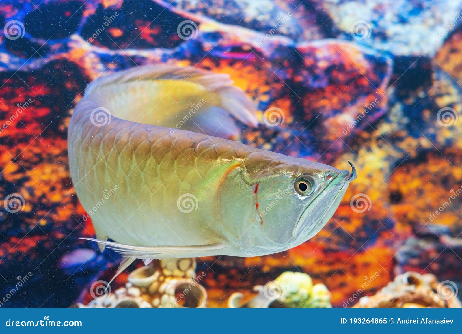 Asian Red Arovana Swims in an Aquarium Stock Image - Image of gold ...