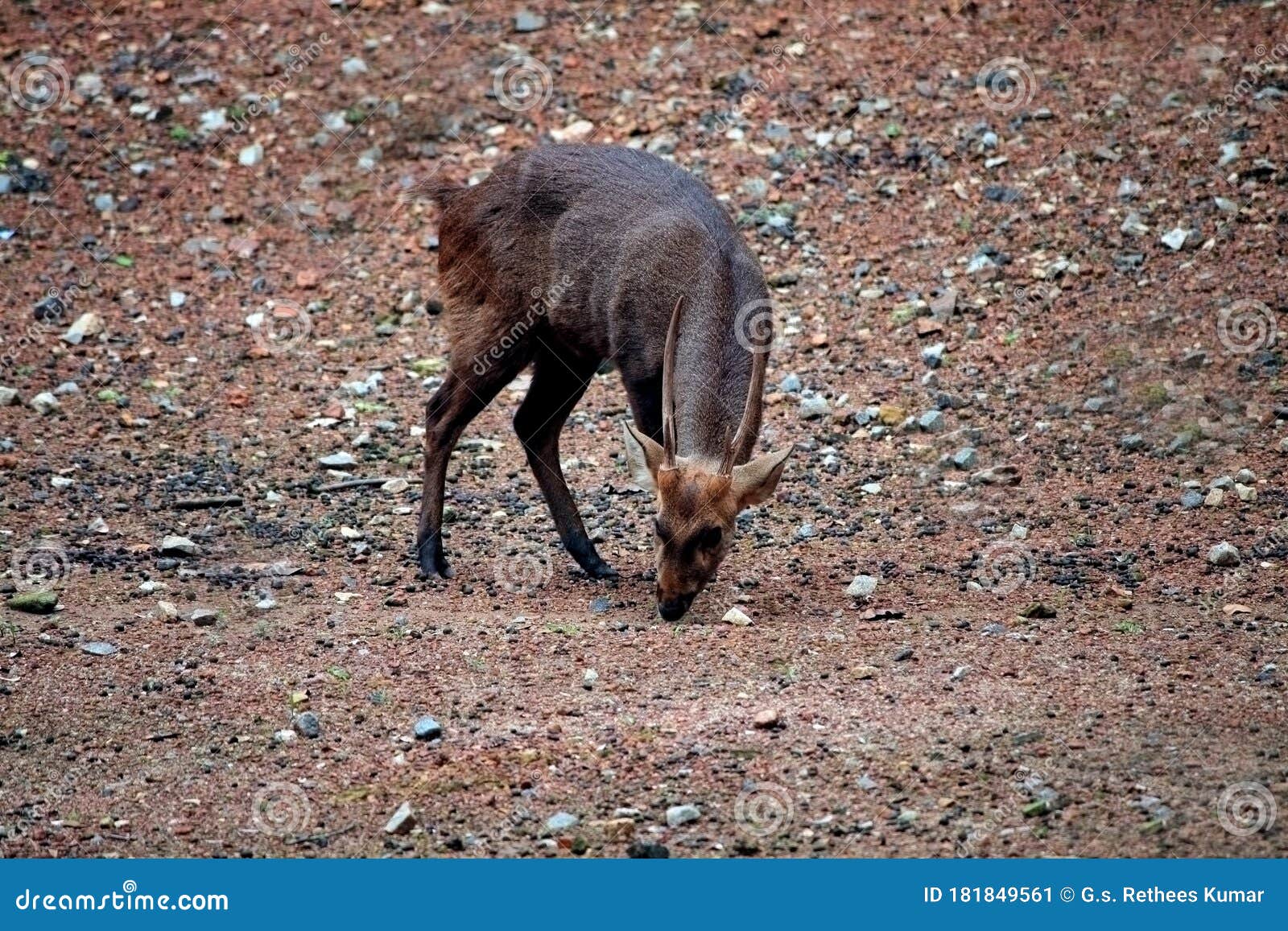 Asian Red Deer in Indian Zoological Park Stock Image - Image of asian ...