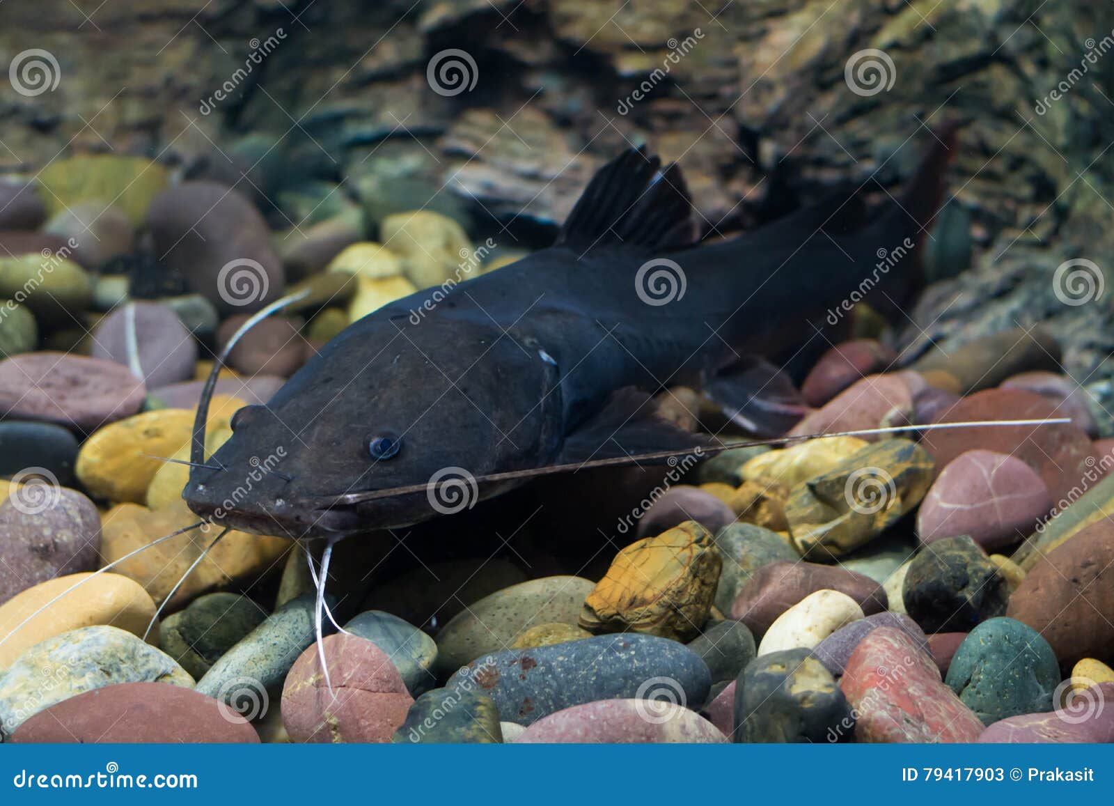 Asian redtail catfish fish stock image. Image of striped - 79417903