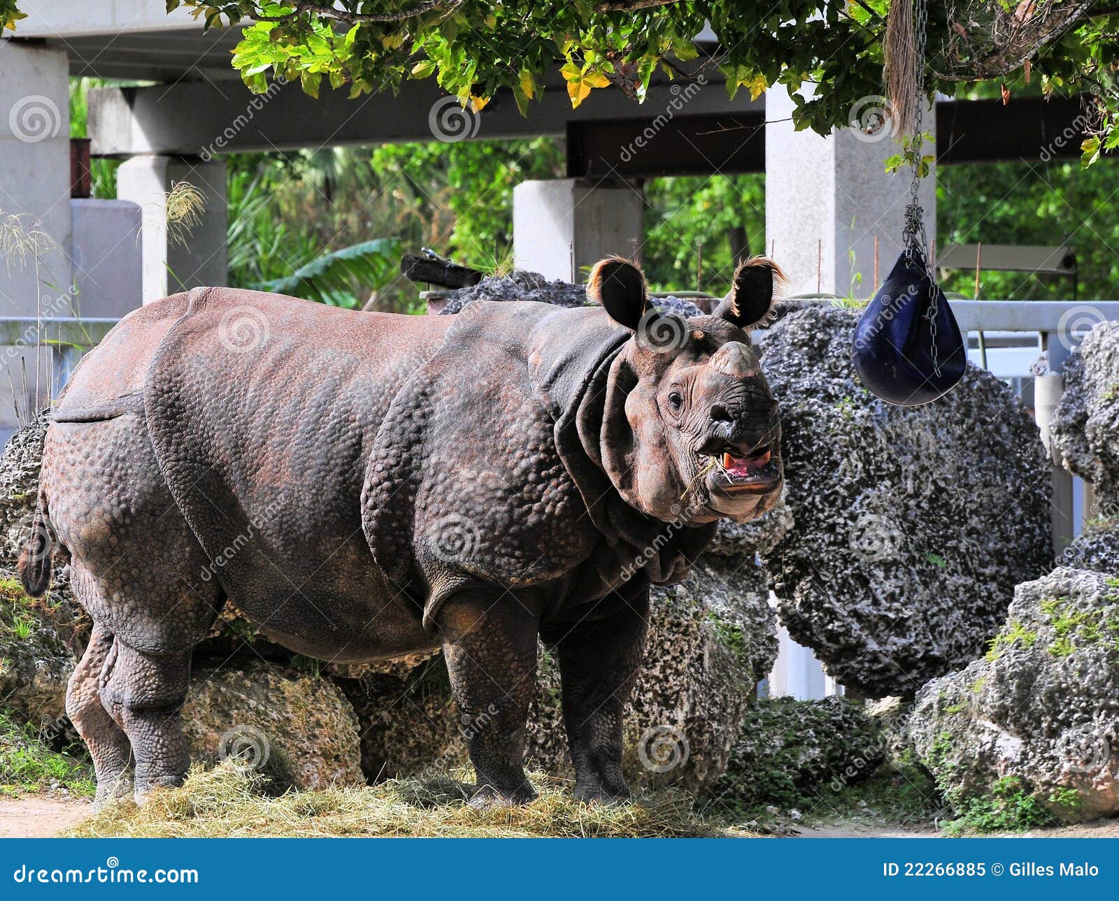 Asian Rhino stock image. Image of large, nature, mammal - 22266885