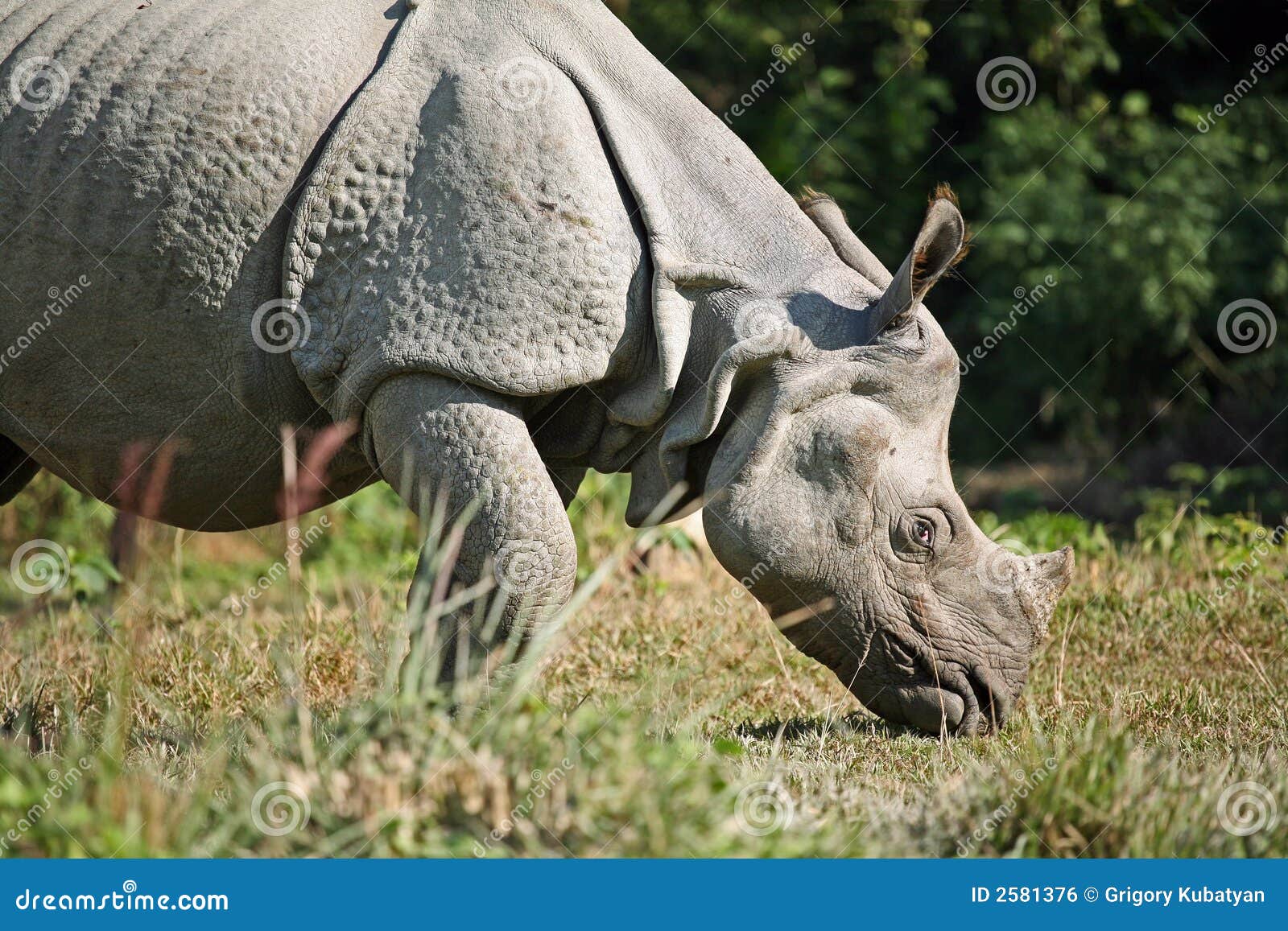 Asian rhino stock photo. Image of head, animals, extinct - 2581376