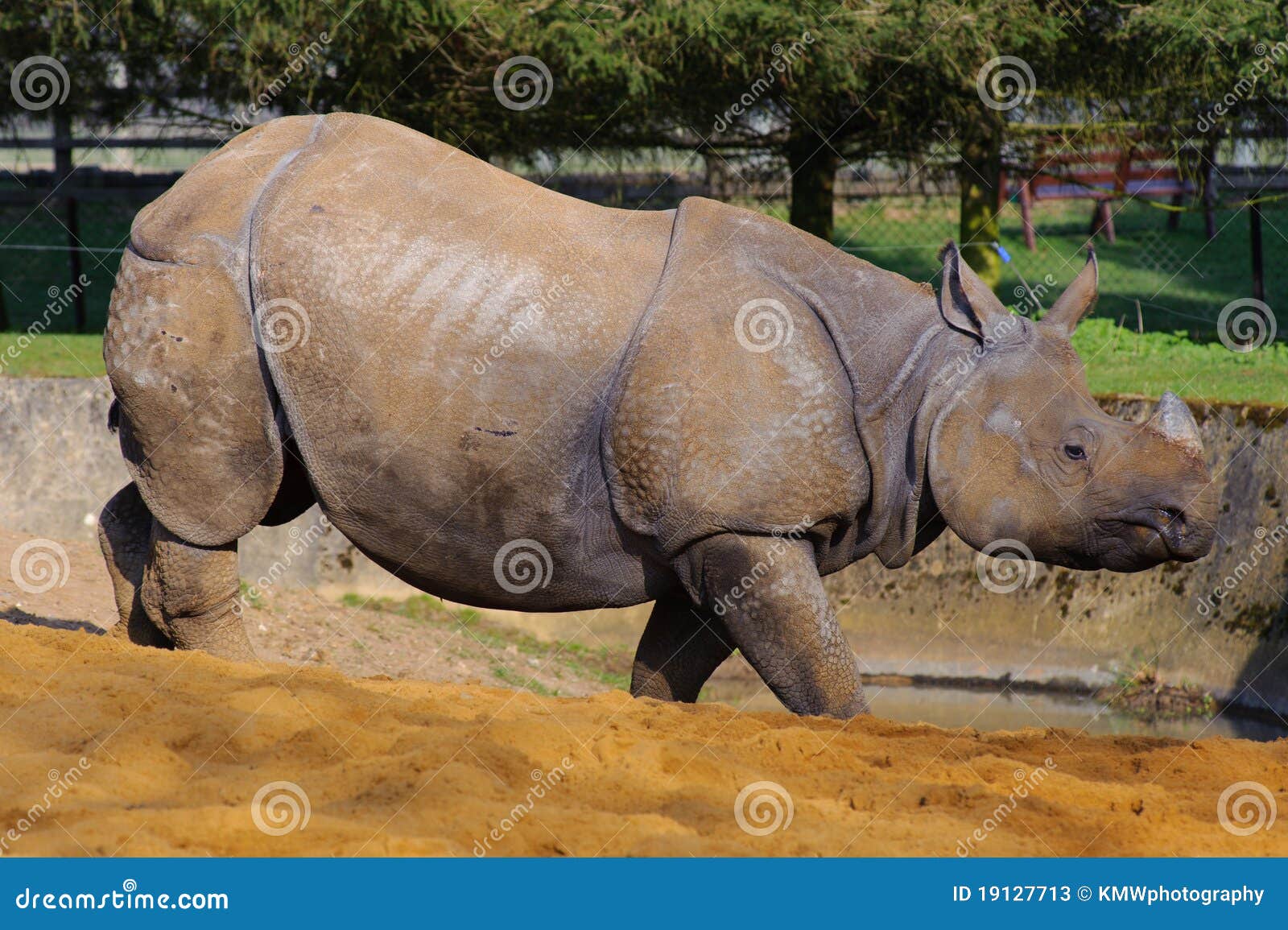 Asian rhino in evening sun stock image. Image of protected - 19127713
