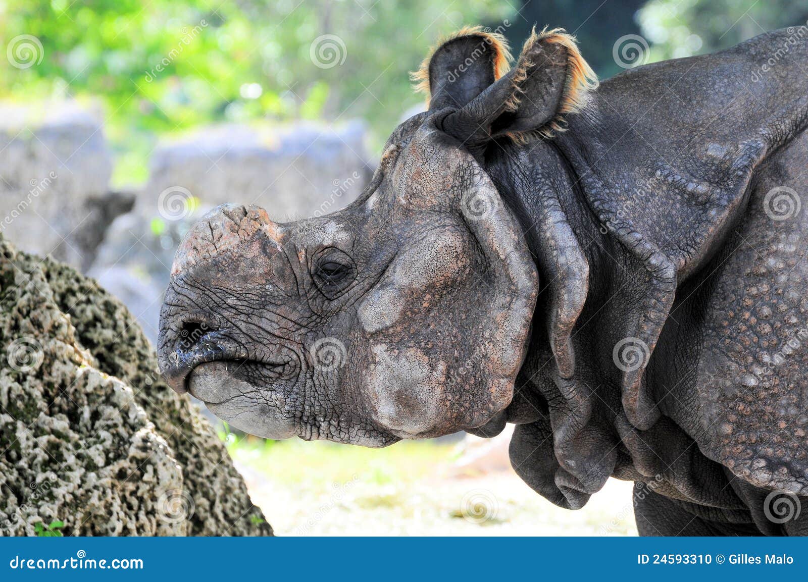 Asian rhinoceros stock photo. Image of close, asians - 24593310