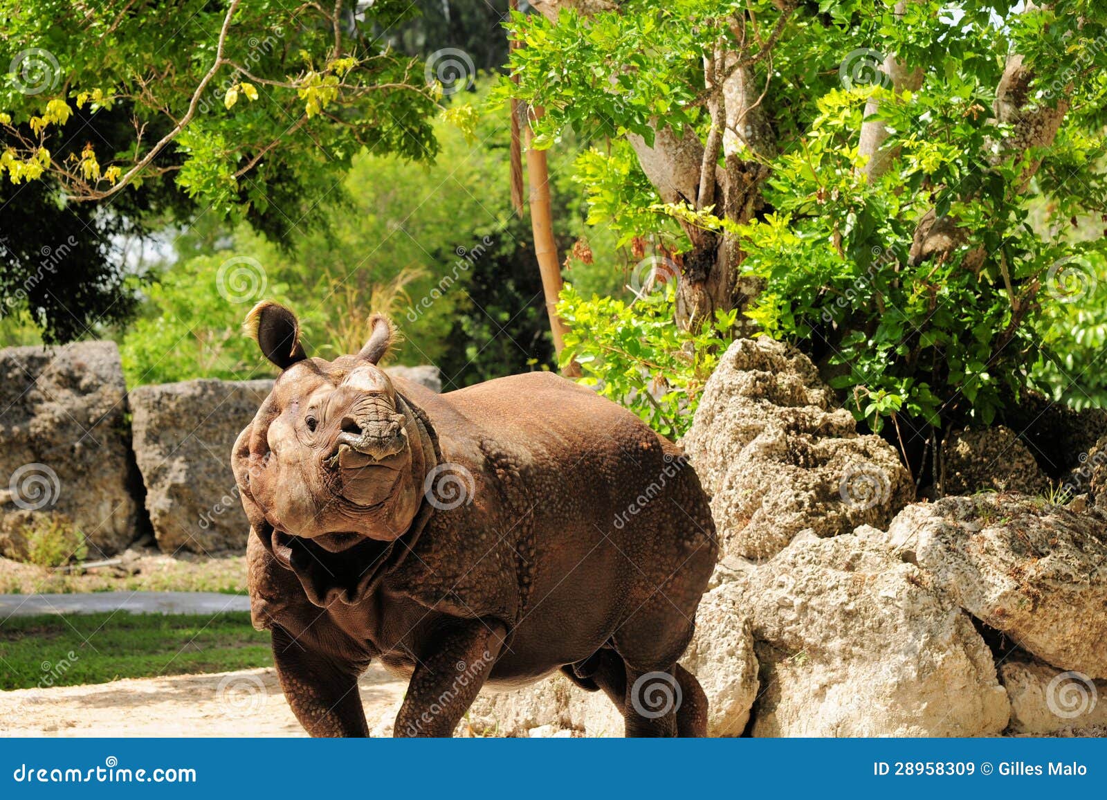 Asian rhinoceros stock image. Image of species, rock - 28958309