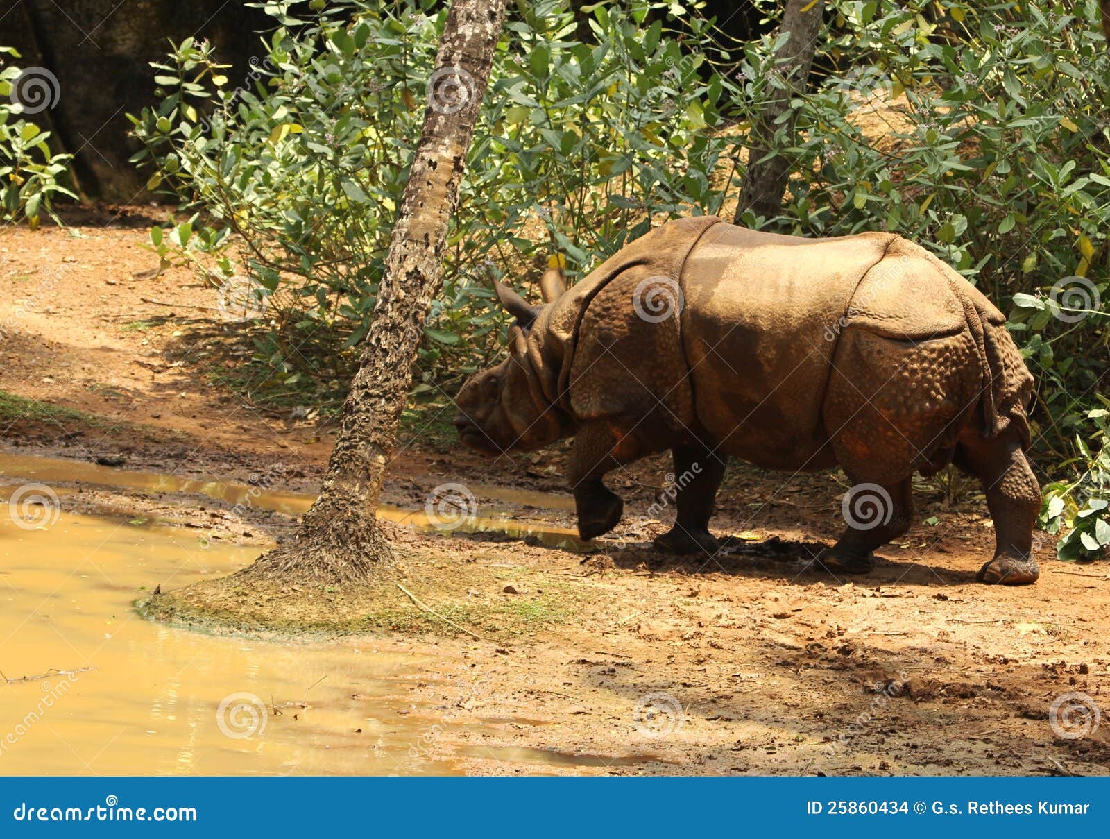 Asian rhinos stock photo. Image of creature, wildlife - 25860434