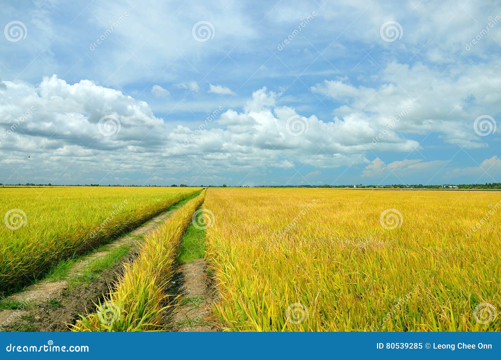 The Asian Rice Crop at Sekinchan, Malaysia Stock Image - Image of plant ...