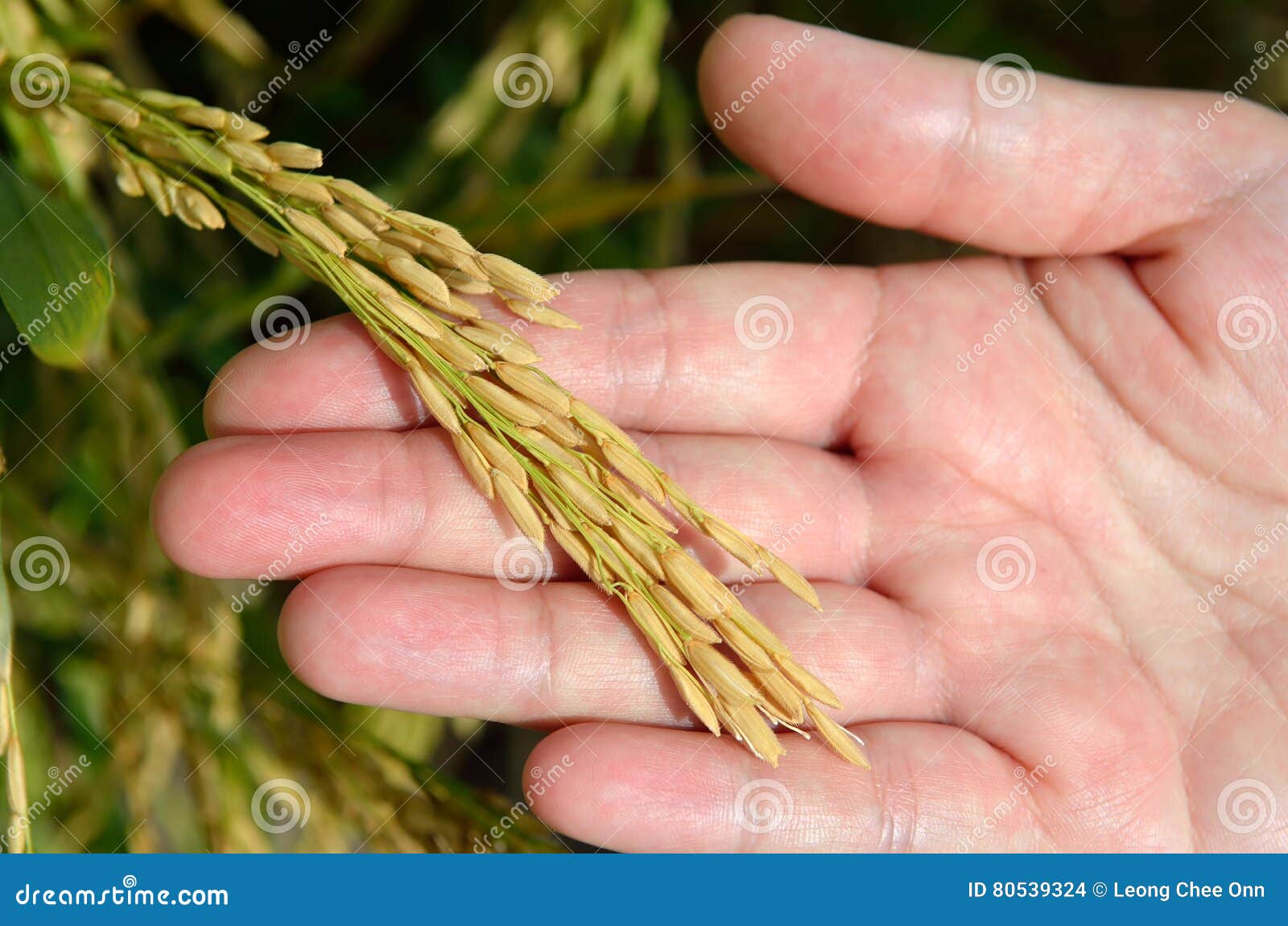 The Asian Rice Crop at Sekinchan, Malaysia Stock Photo - Image of paddy ...