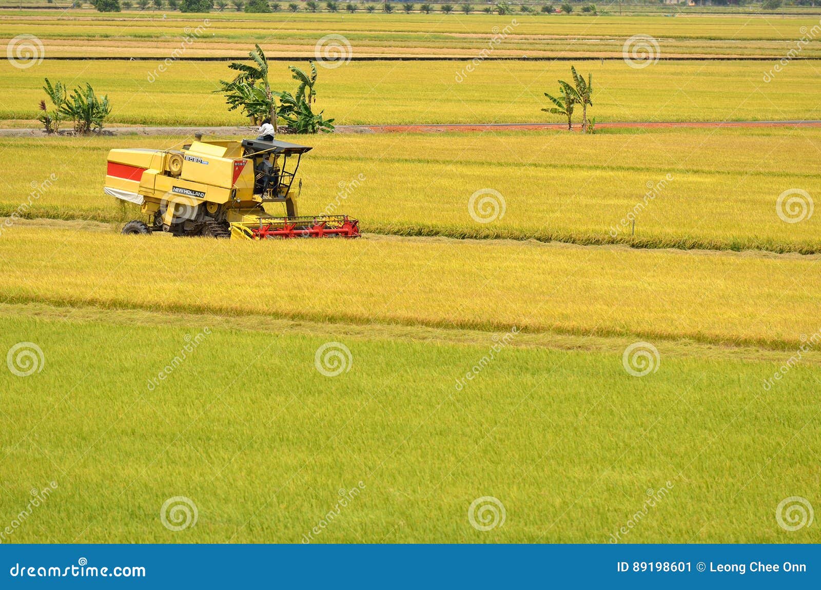 The Asian Rice Crop at Sekinchan, Malaysia Editorial Photo - Image of ...