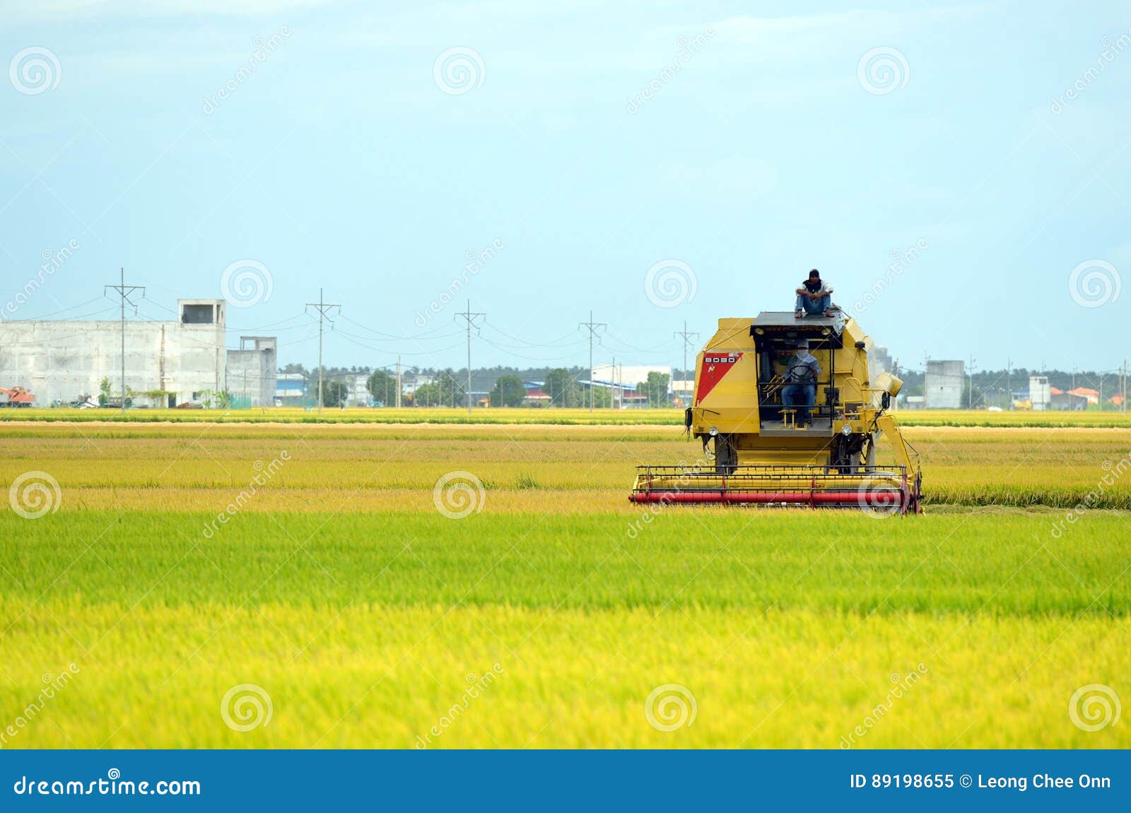 The Asian Rice Crop at Sekinchan, Malaysia Editorial Image - Image of ...