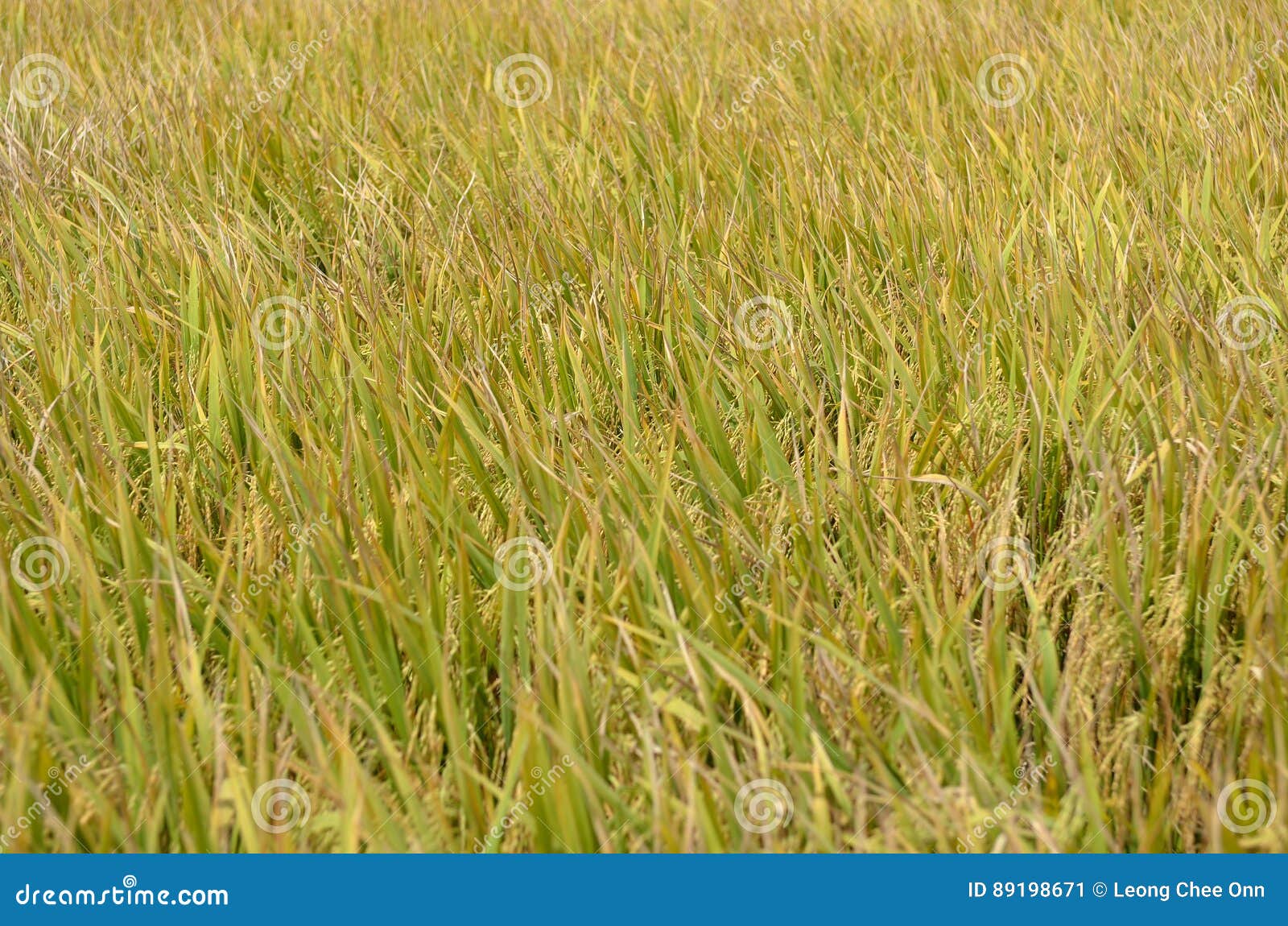 The Asian Rice Crop at Sekinchan, Malaysia Stock Image - Image of asian ...
