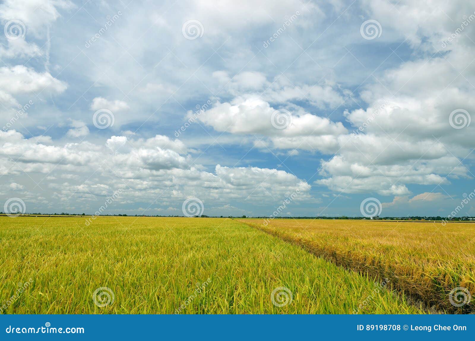 The Asian Rice Crop at Sekinchan, Malaysia Stock Photo - Image of farm ...