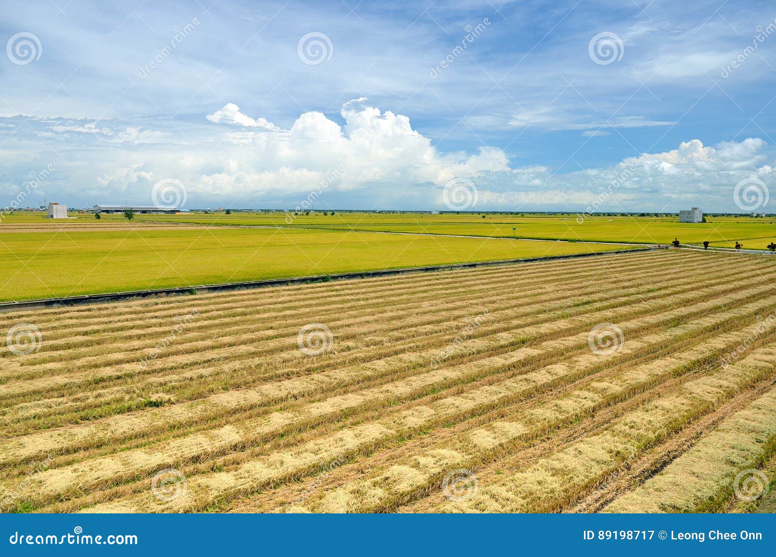 The Asian Rice Crop at Sekinchan, Malaysia Stock Image - Image of ...