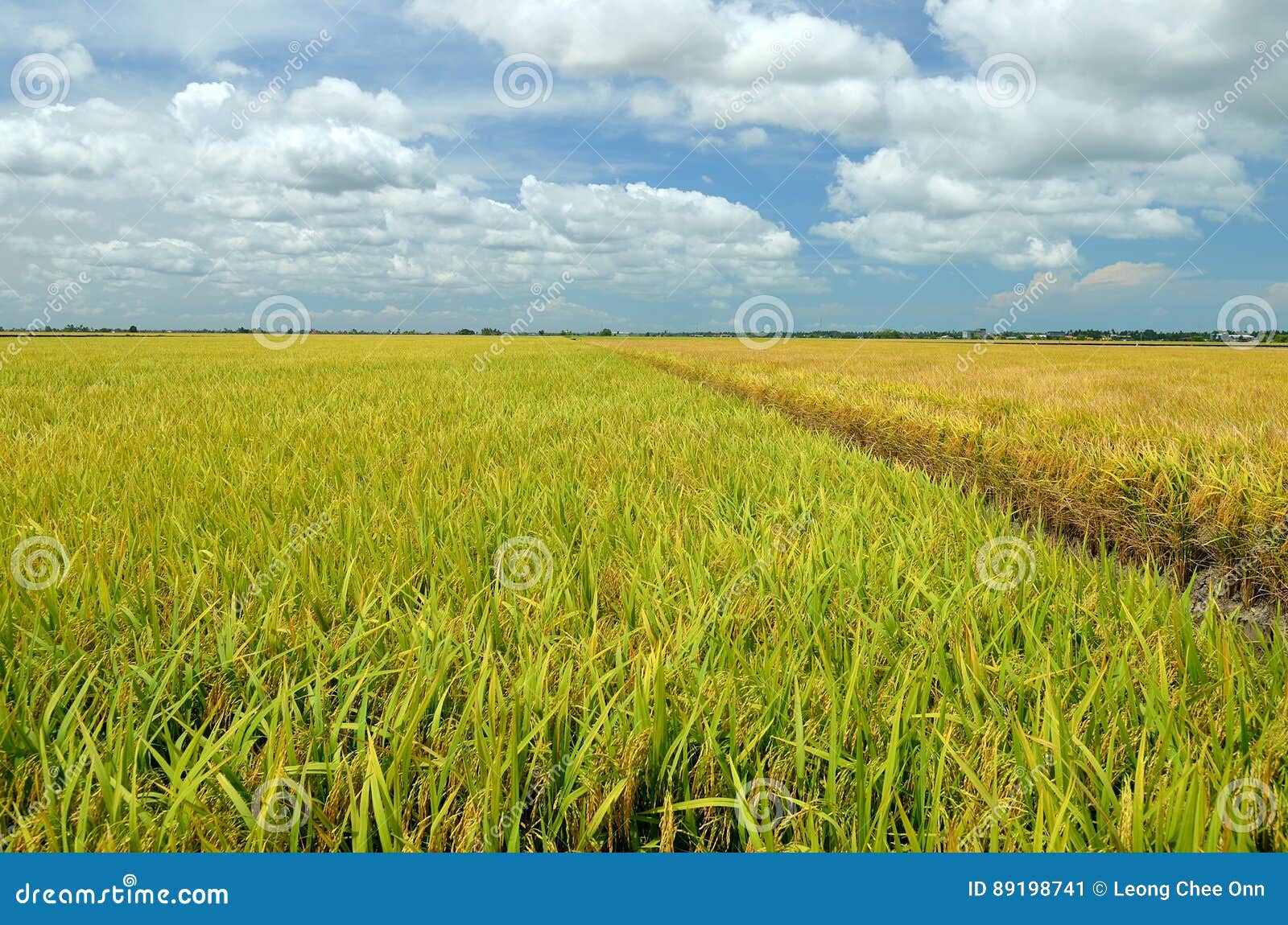 The Asian Rice Crop at Sekinchan, Malaysia Stock Image - Image of food ...