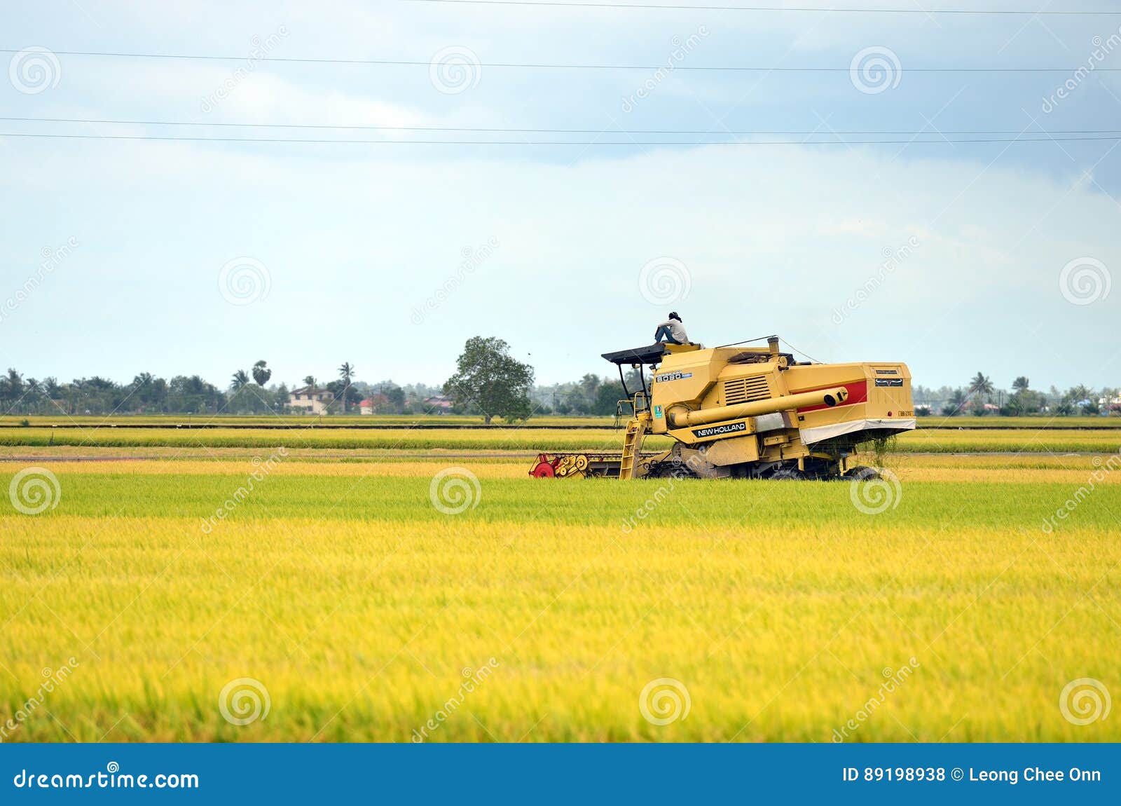 The Asian Rice Crop at Sekinchan, Malaysia Editorial Stock Photo ...