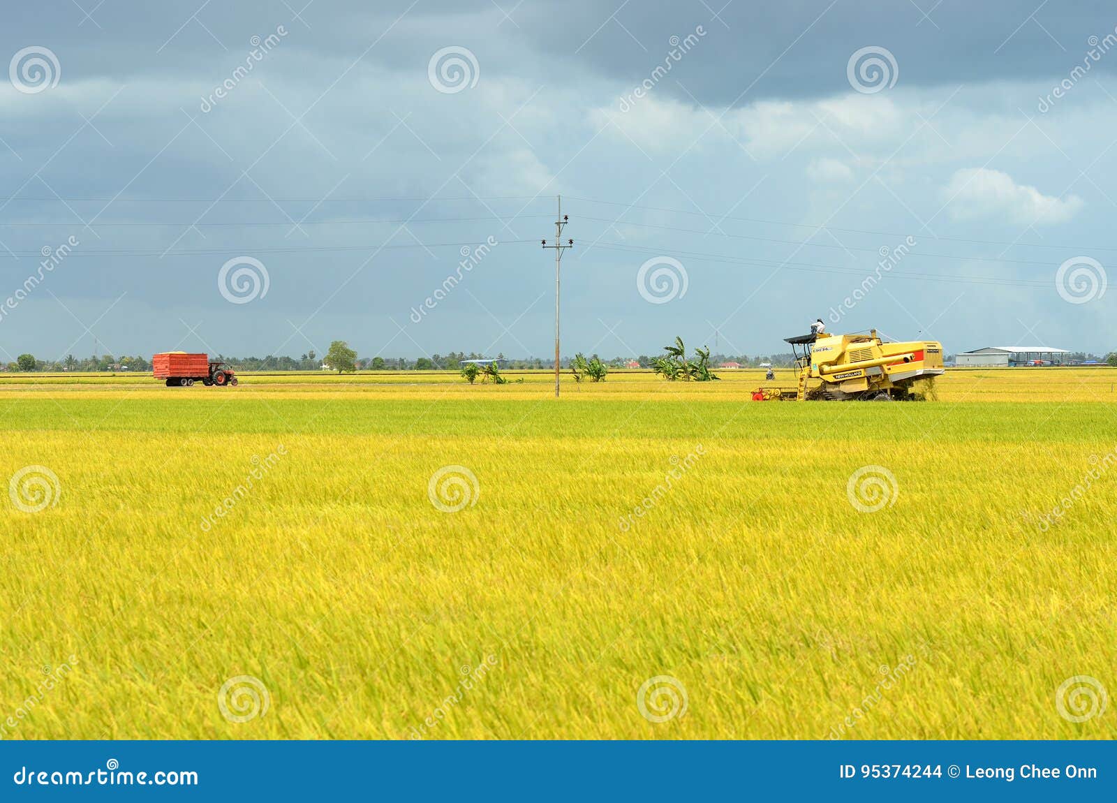 The Asian Rice Crop at Sekinchan, Malaysia Editorial Stock Image ...