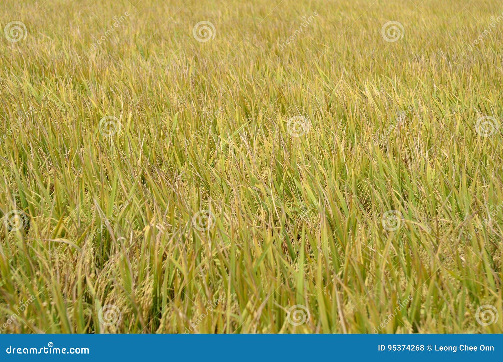 The Asian Rice Crop at Sekinchan, Malaysia Stock Photo - Image of ...