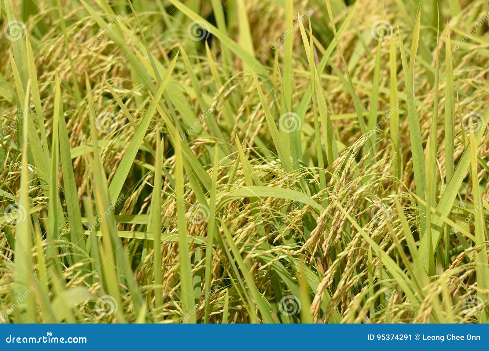 The Asian Rice Crop at Sekinchan, Malaysia Stock Image - Image of rice ...