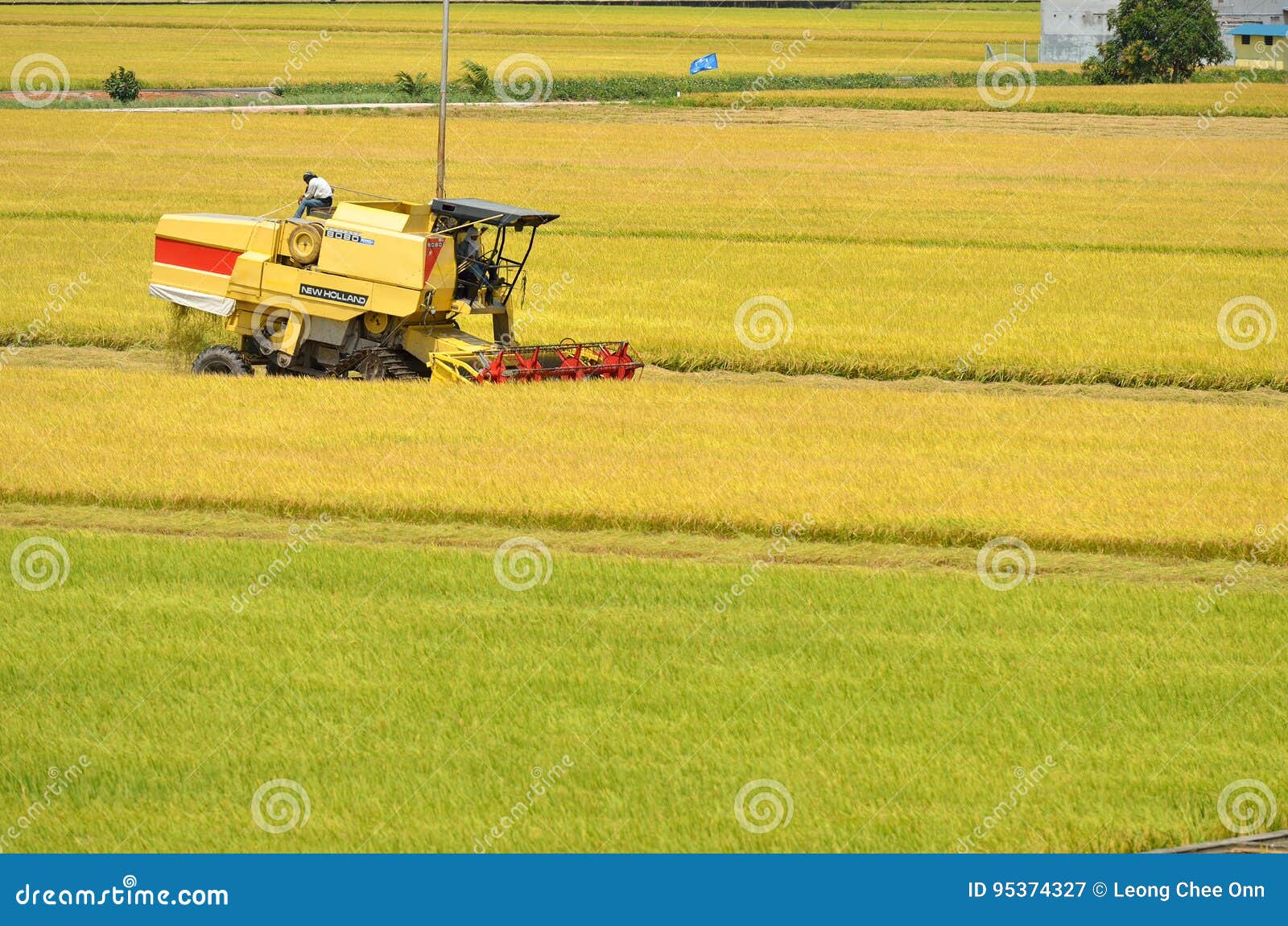 The Asian Rice Crop at Sekinchan, Malaysia Editorial Photography ...