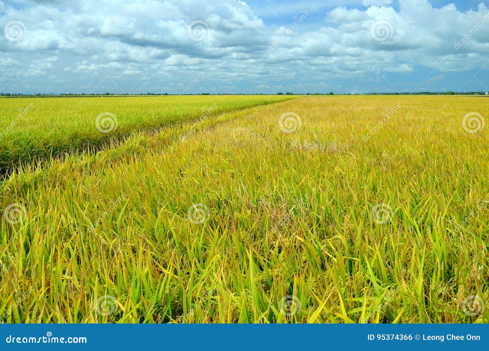 The Asian Rice Crop at Sekinchan, Malaysia Stock Photo - Image of ...