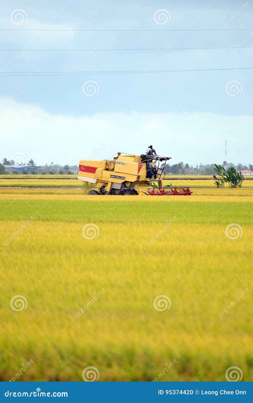 The Asian Rice Crop at Sekinchan, Malaysia Editorial Image - Image of ...